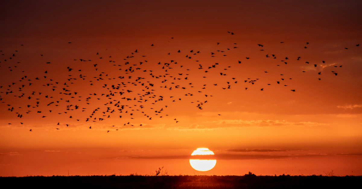 Thousands of Acres of Everglades Are Burning — What Caused the Fire?