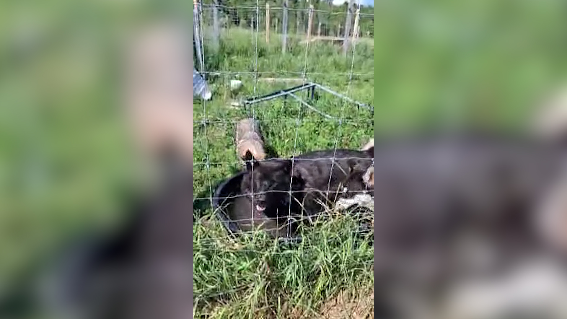 Ontario man fights to keep his wolf-dogs alive