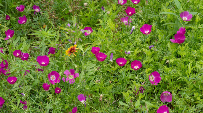 14 Ground Covers You Should Plant In Late Summer For Beautiful Fall Color