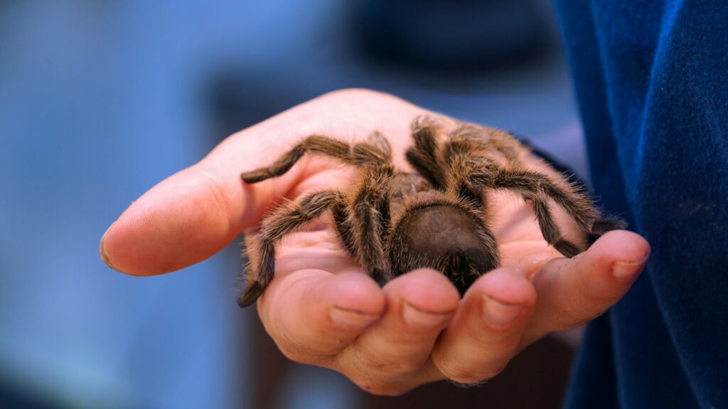 You Can Legally Own These 7 Wild Animals in The USA, But Probably Shouldn't