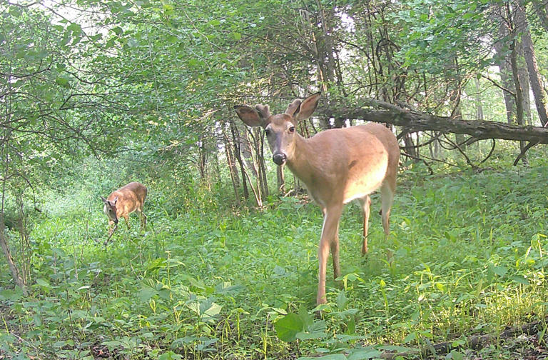 Pa. hunting license sales gain momentum as 4th round for antlerless ...