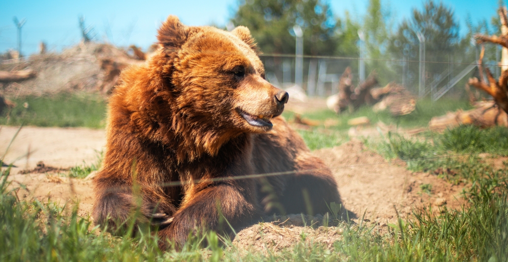 You Can Legally Own These 7 Wild Animals in The USA, But Probably Shouldn't