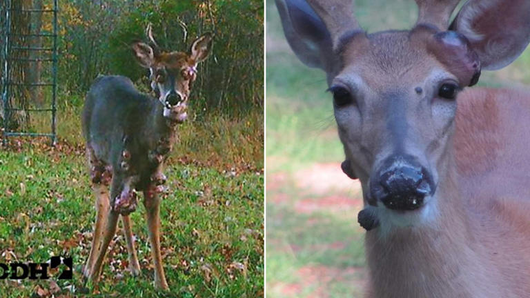 Mutant 'bubble deer' baffle experts in the US