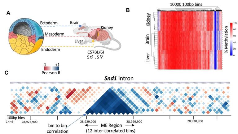What makes some identical twins look and behave differently?