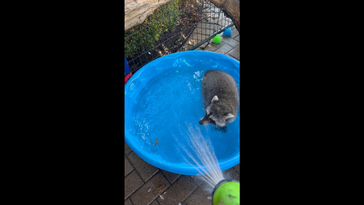 Summer Water Hose Fun With Young Raccoon