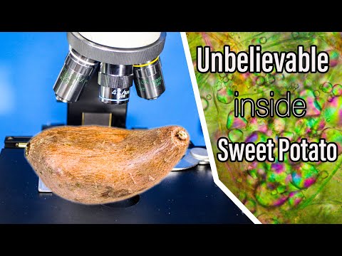 Sweet Potato Under Microscope