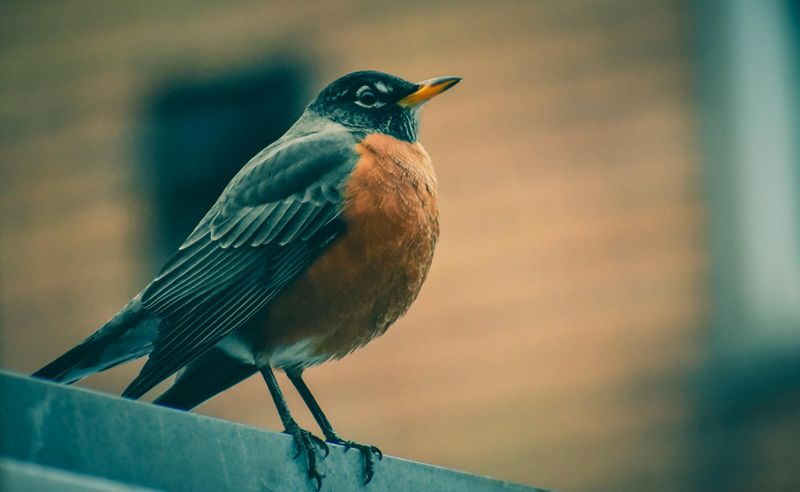 10 Birds You’re Likely To See In A Healthy Garden