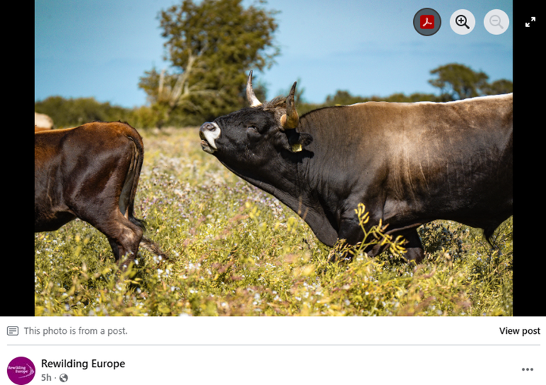 Giant cows hunted to extinction in 1627. Now, their ancestor is making ...