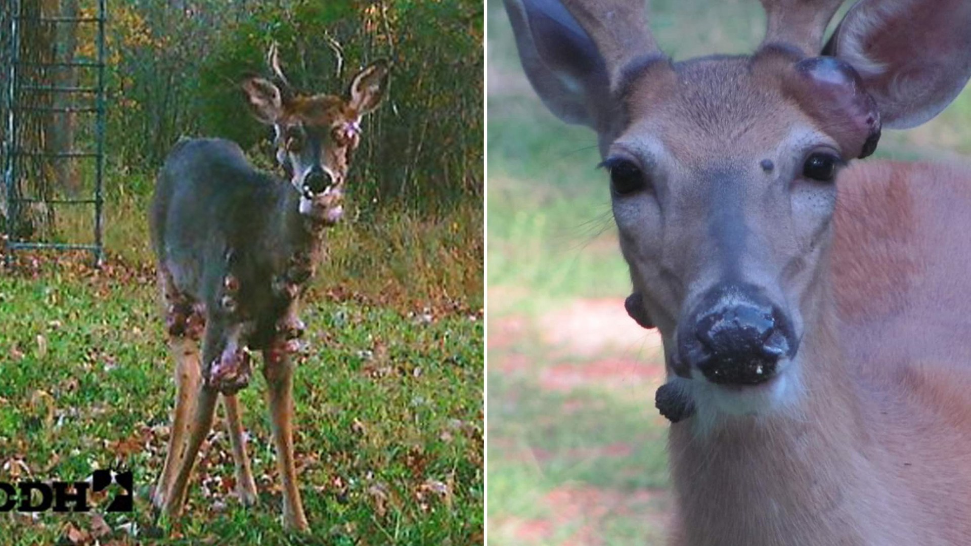 Mutant 'bubble deer' baffle experts in the US