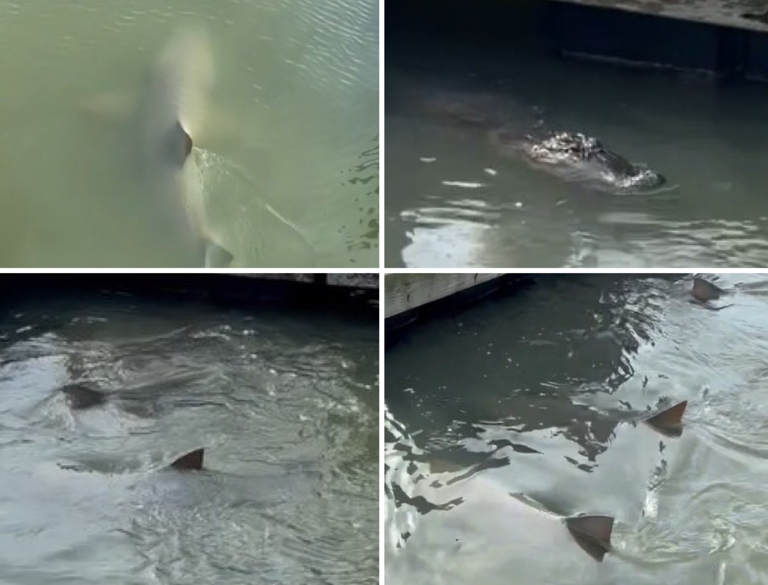 Watch: Viral encounter of an alligator meeting sharks along South ...
