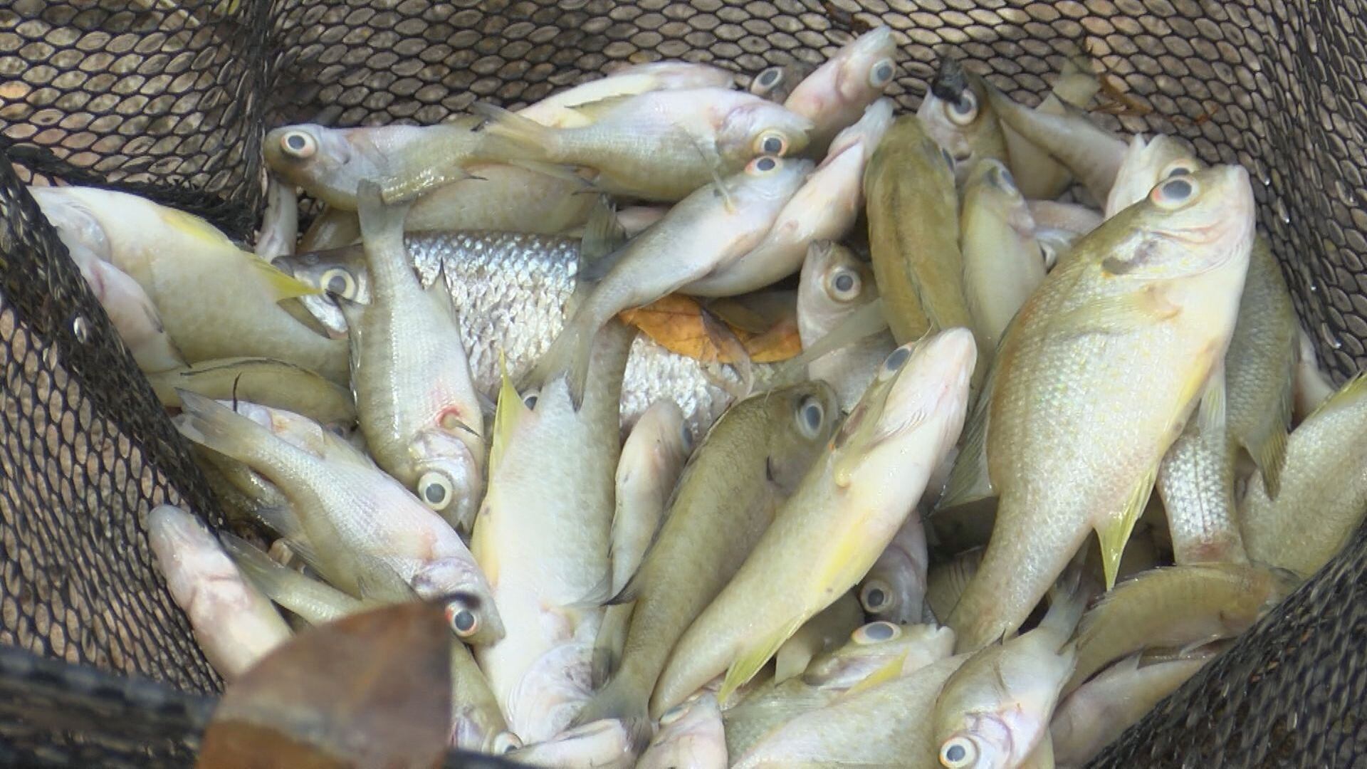 Cause of ‘fish kill’ in Salisbury pond under investigation by city ...