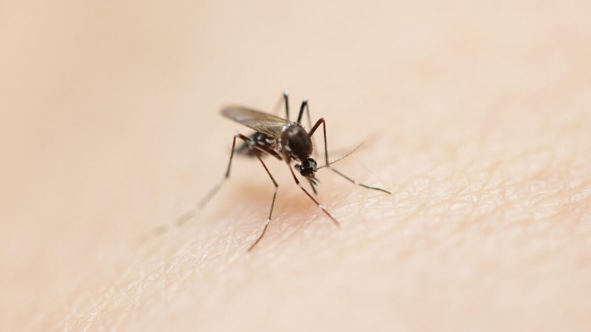 Moustiques : « une situation inédite », les cas de chikungunya, dengue ...