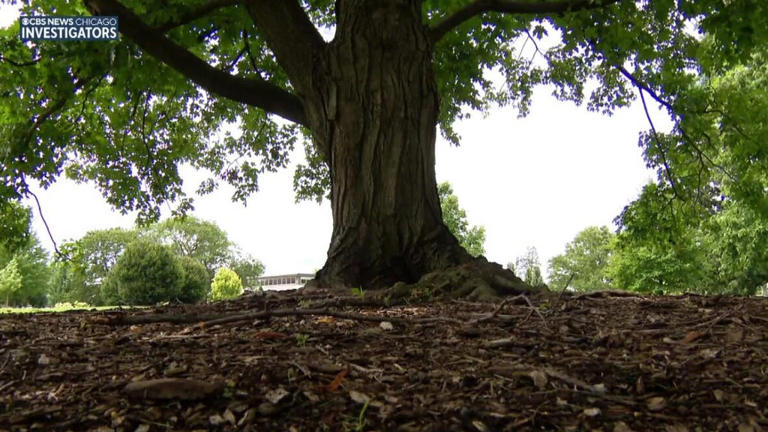 Experts at Morton Arboretum helping Chicago fight flooding using trees ...