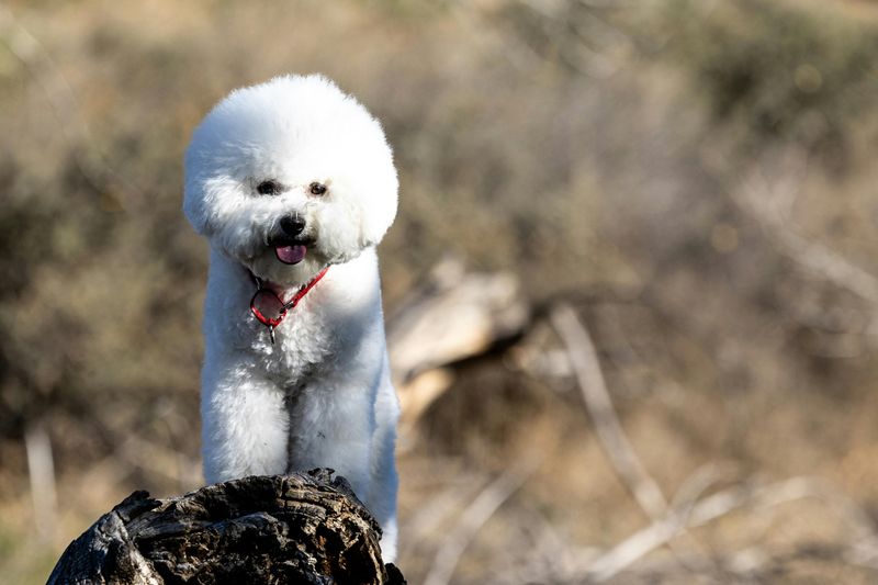 15 Small Dog Breeds Recognized For Their Sweet Temperament