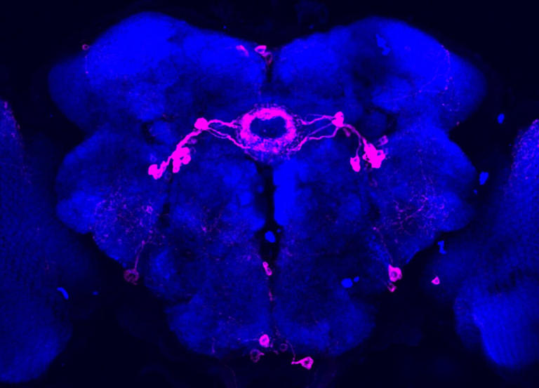Sleeping flies that still manage to escape shed light on inhibitory ...