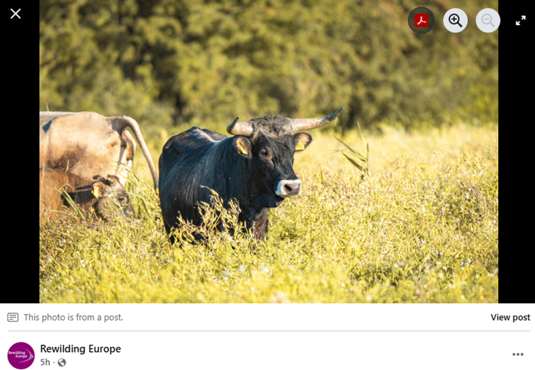 Giant cows hunted to extinction in 1627. Now, their ancestor is making ...
