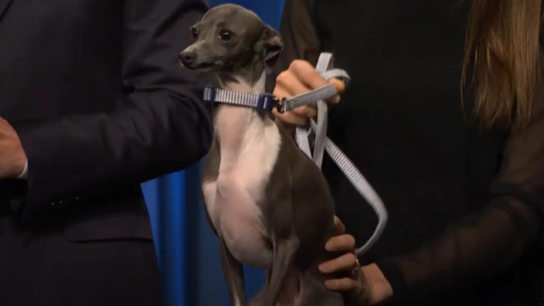 Seth Meyers Shares Thoughts On Stories About His Dog Frisbee's Death ...