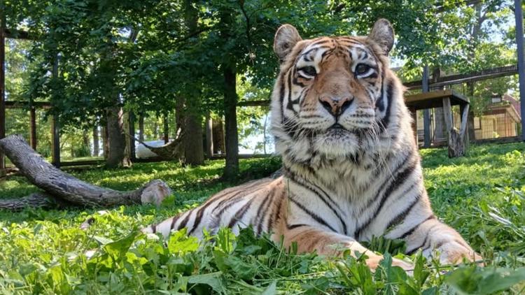 Missouri's only verified tiger sanctuary to close down after over 20 years