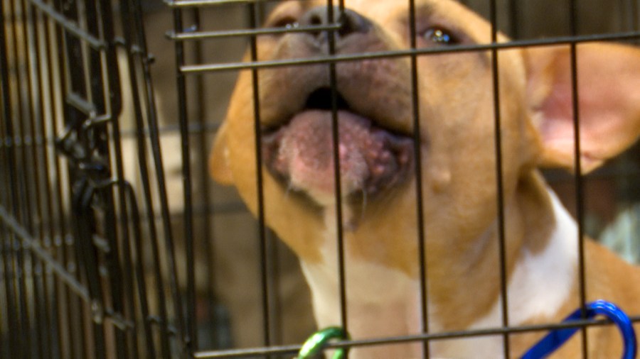 Paws Humane: More than 500 animals at overcrowded shelter wait to find ...