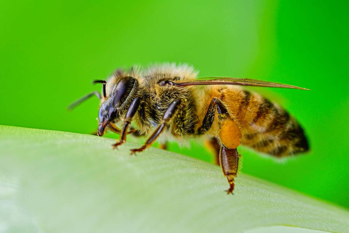 Artificial superfood for bees boosts colony reproduction