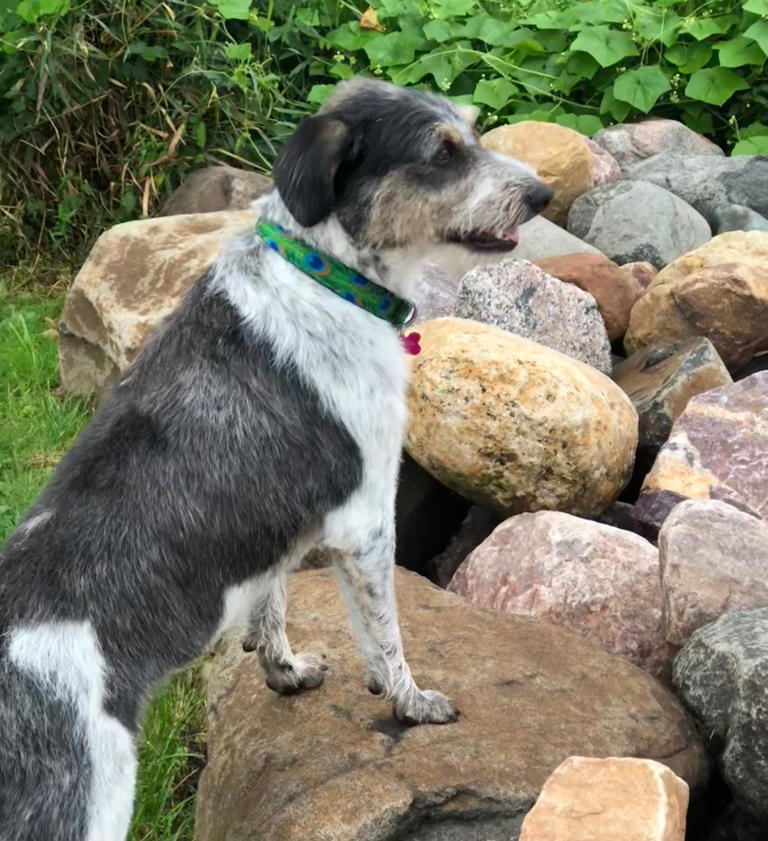 Pet of the Week: Meet Tamara!