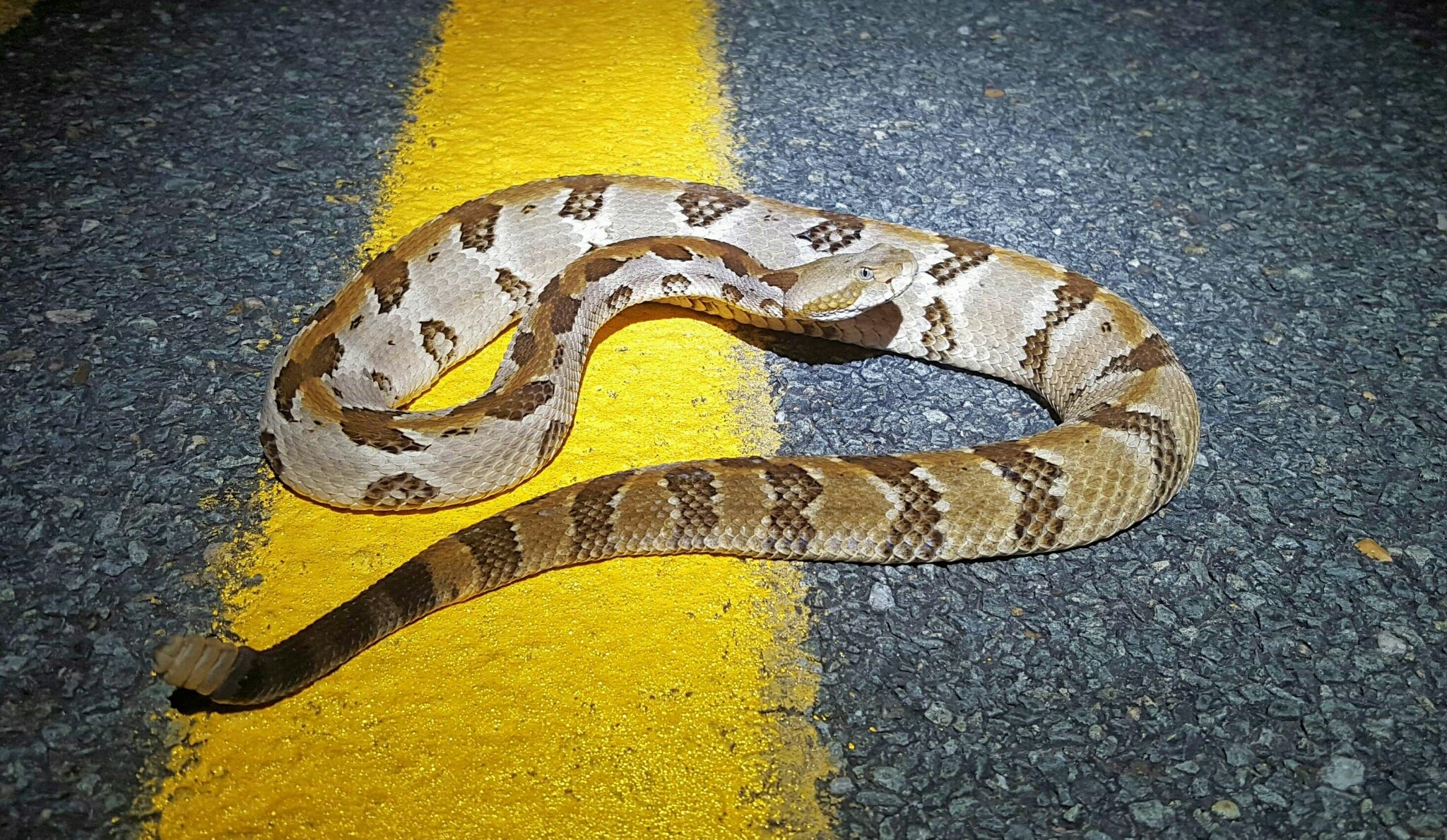 Tennessee hiker dies from rattlesnake bite; same species lives in Western NC