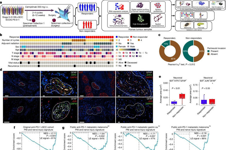 Cancer-associated nerve injury can lead to chronic inflammation and ...