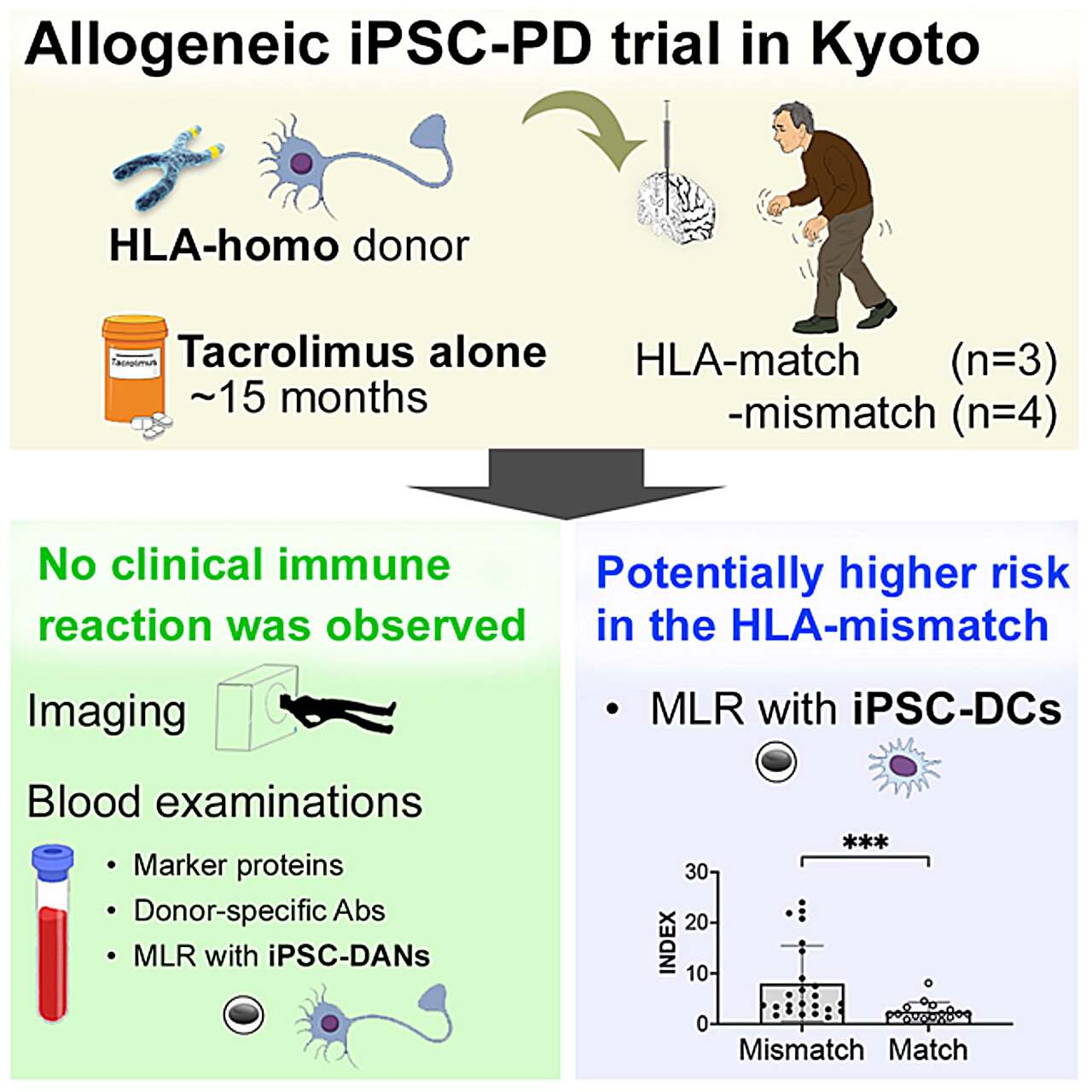 Immune tolerance observed in iPS cell-derived neural transplants for ...