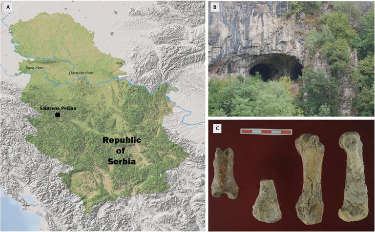 Lessons from cave bear extinction could save endangered bears