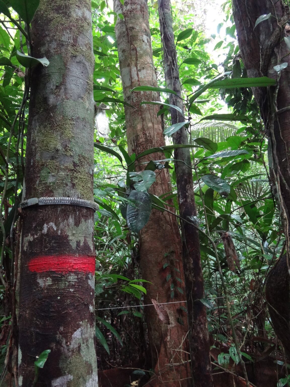 Amazon and Andean trees cannot migrate fast enough to escape rising ...