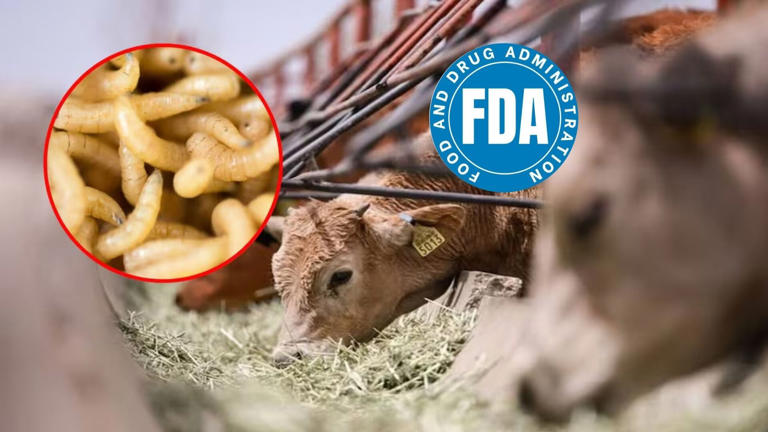 ¿Qué es Dectomax-CA1, el primer fármaco contra gusano barrenador ...