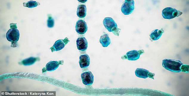 Experts warn of new 'epidemic' as deadly fungus spreads faster than ...