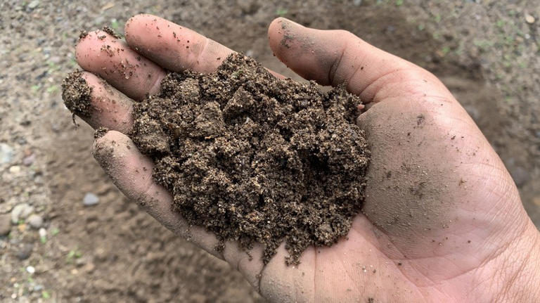What Your Garden's Soil Color Really Means And Why It Matters