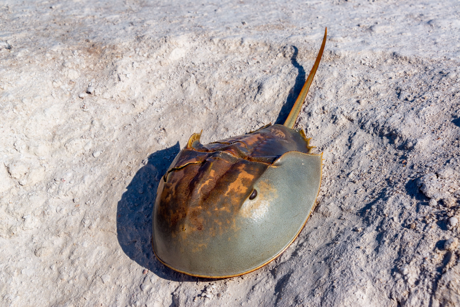 6 Animals With Blood That Isn’t Red