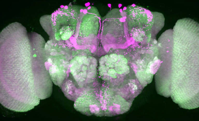 Sleeping flies that still manage to escape shed light on inhibitory ...