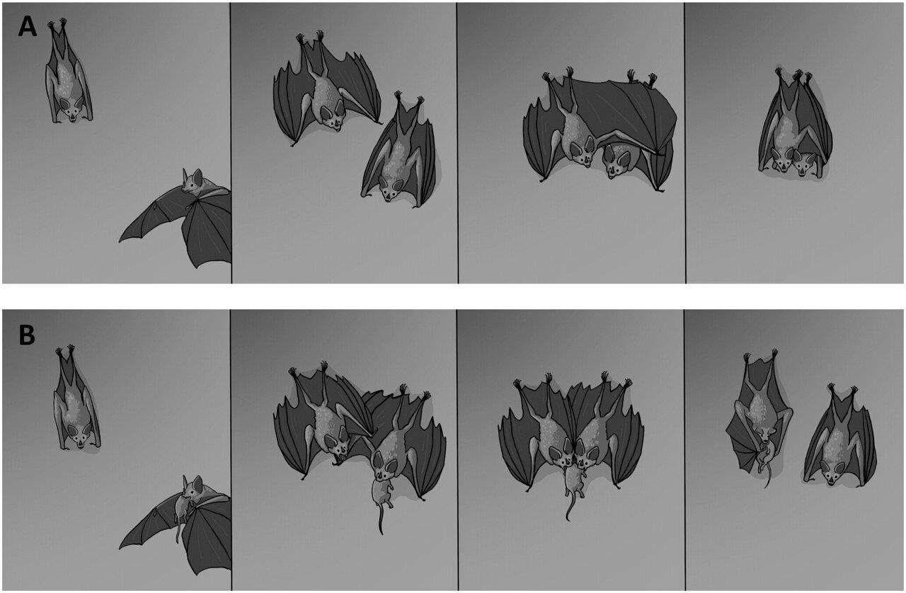 Spectral bats greet each other with 'hugs' and share food, video study ...