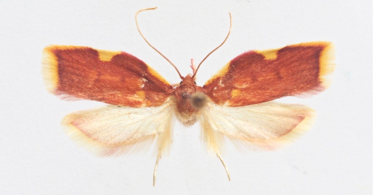 This scientist took one look at a new species and thought it was ...