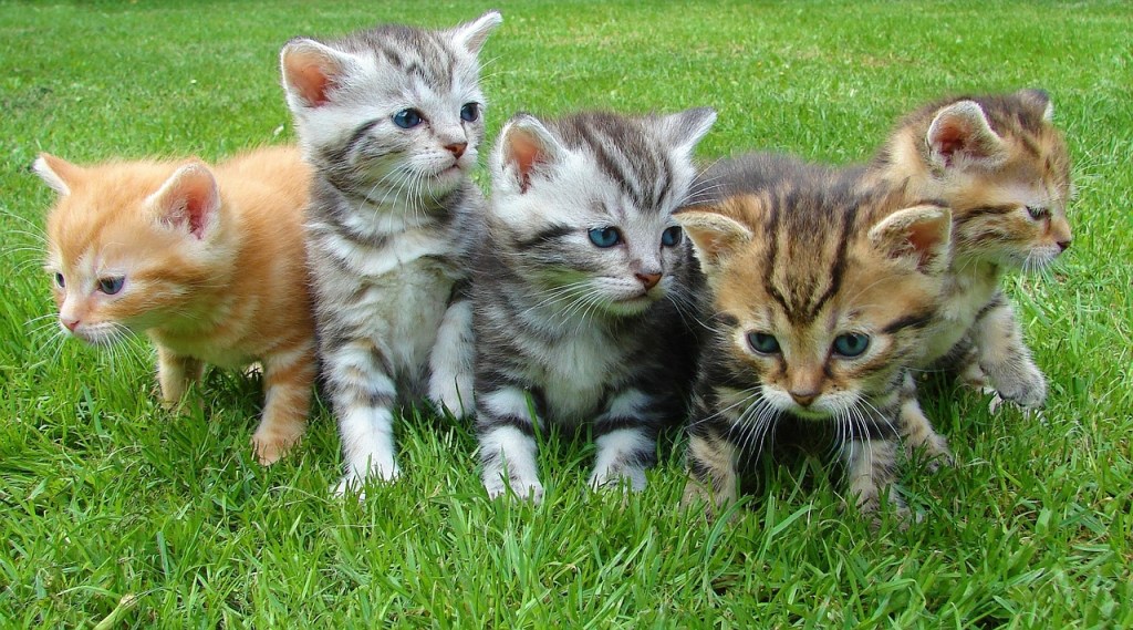 WeHo Bans Live Animal Retail