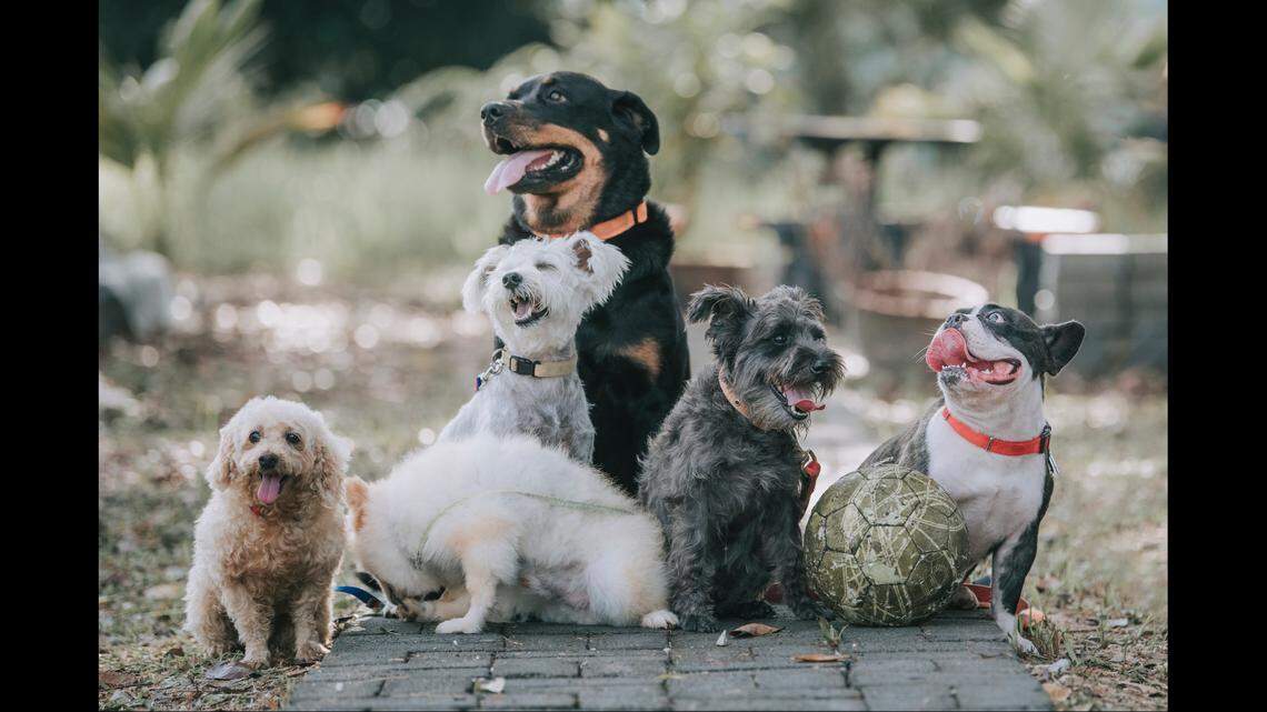 These dog breeds rank as the trendiest in the US. See which ones made ...