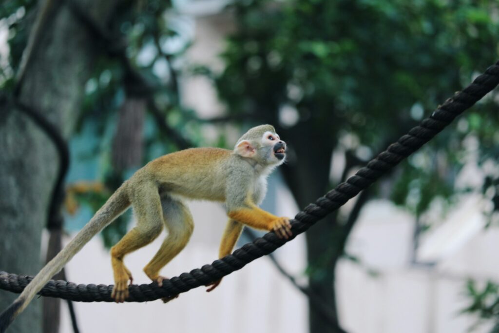 You Can Legally Own These 7 Wild Animals in The USA, But Probably Shouldn't
