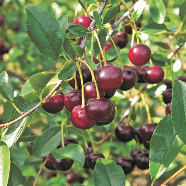 9 of the best fruit trees to grow in pots for healthy harvests in small ...