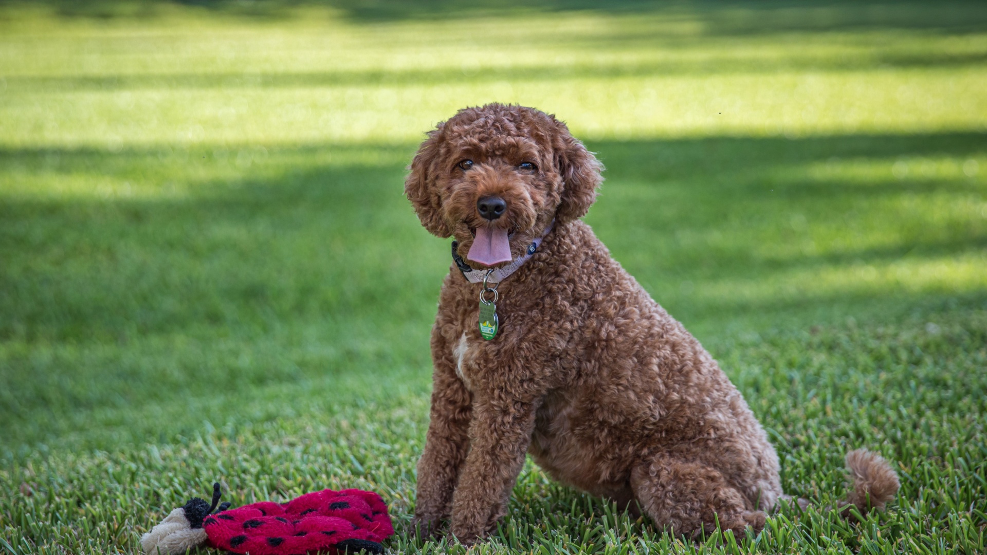 10 Crossbreed Dogs That Are Every Bit As Cute