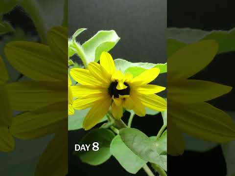 Wild sunflower blooming time lapse