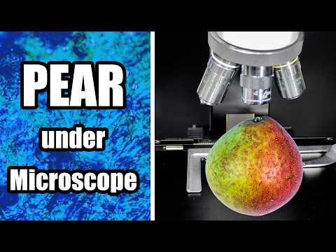 Pear Tree and Fruit Under Microscope
