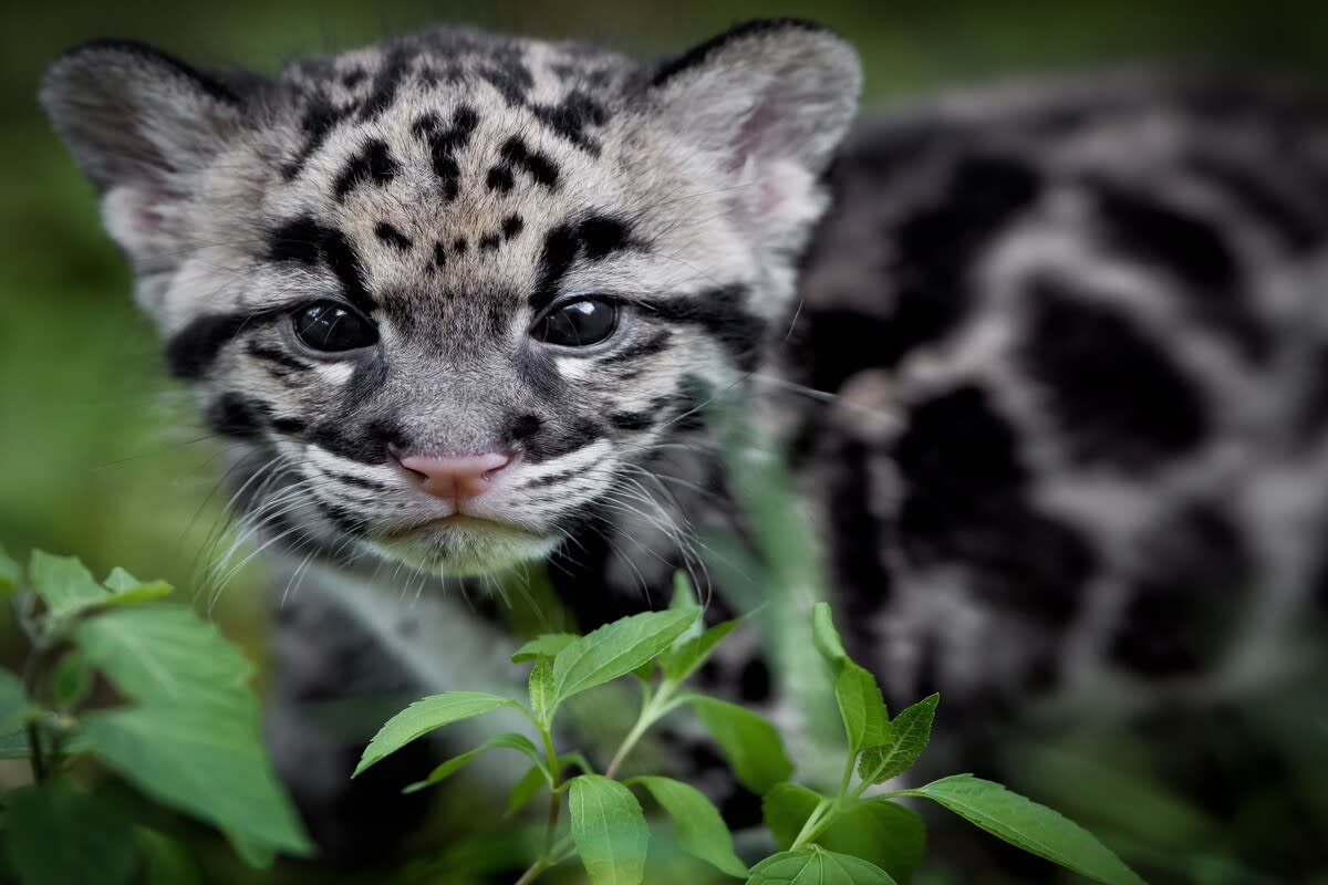 Baby Clouded Leopards Playing at the Nashville Zoo Are Impossible to Resist
