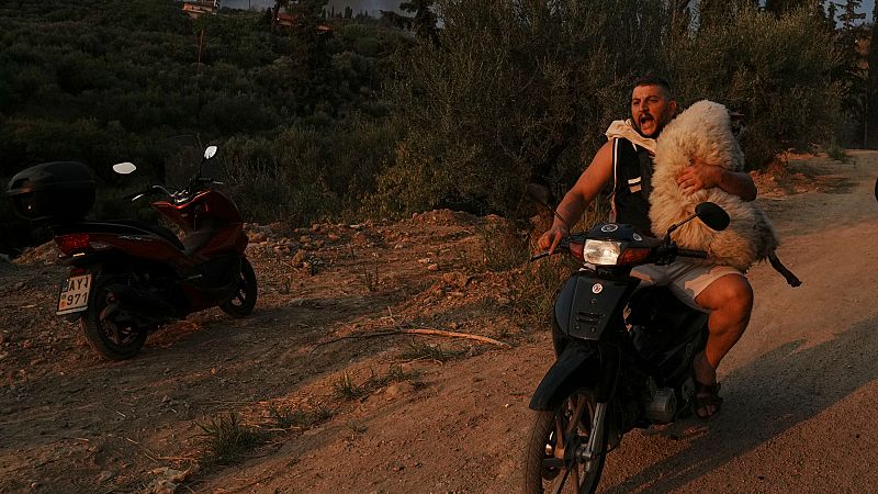 Ελλάδα: Βοηθώντας τα ζώα που κινδυνεύουν από τις δασικές πυρκαγιές