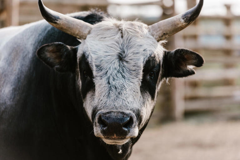 Dog Wins Award for Attacking a Bull To Save His Human