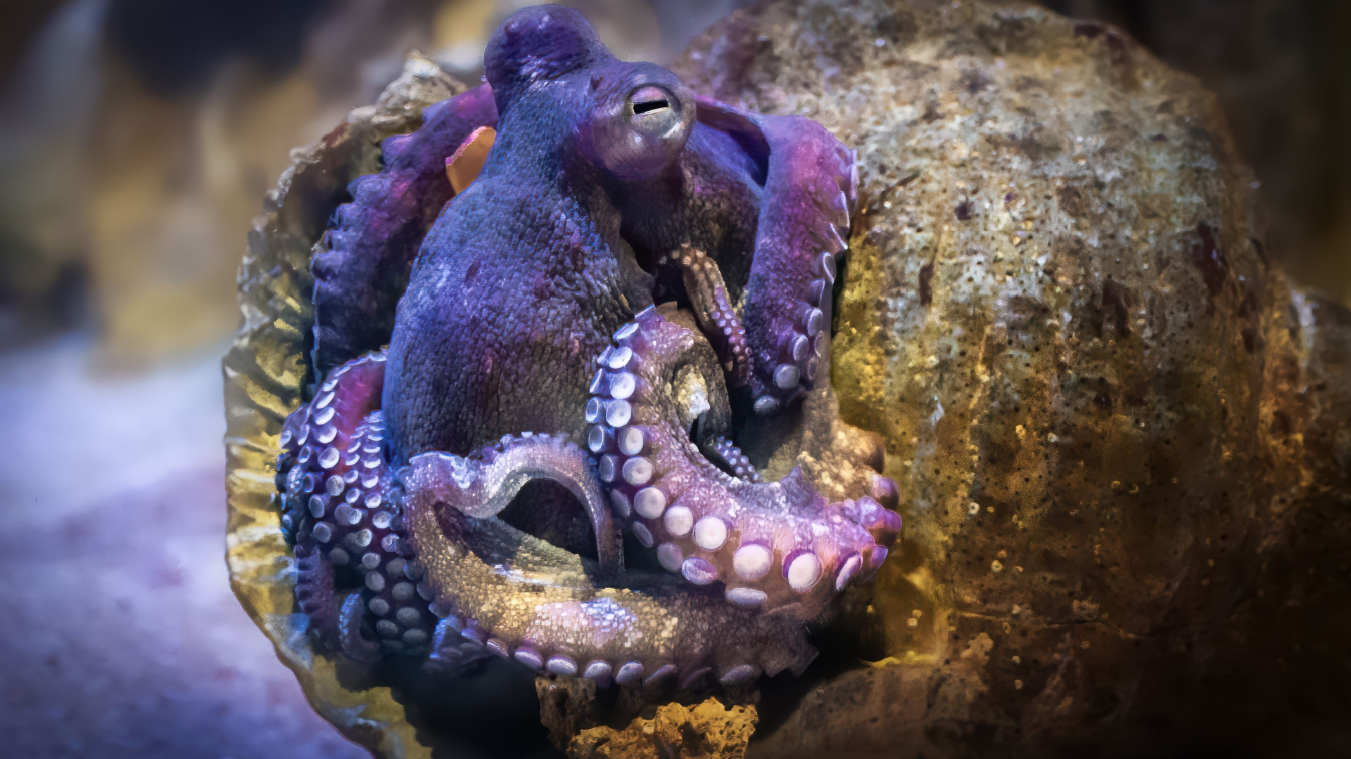 6 Animals With Blood That Isn’t Red