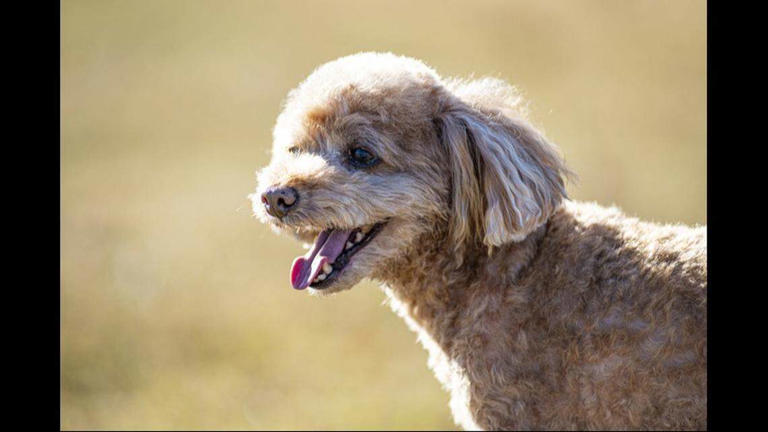 These dog breeds rank as the trendiest in the US. See which ones made ...