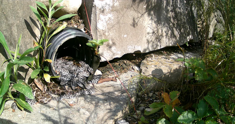 Rare rattlesnake at University of Michigan's Matthaei Botanical Gardens ...